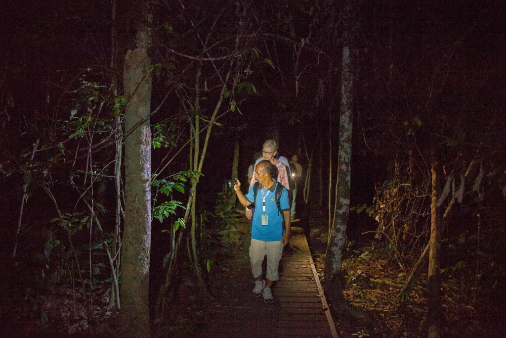 night walk taman negara - CarissataroHayes